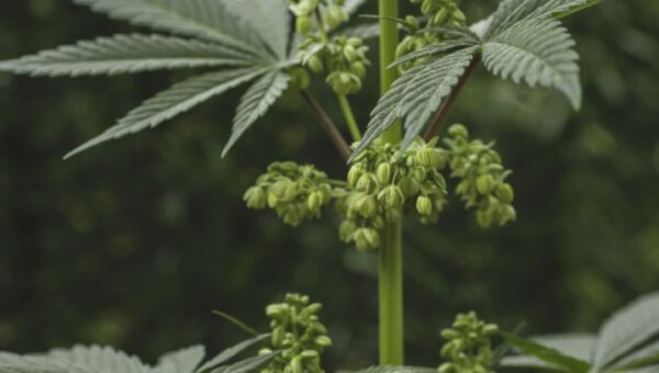 Spotting Male And Female Cannabis Plants Dagga Seeds